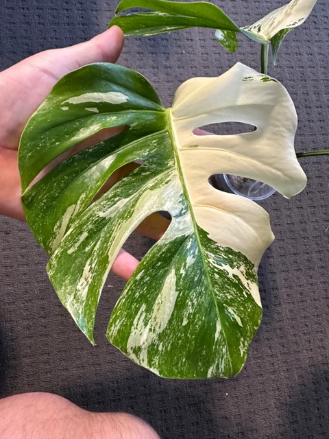 MONSTERA DELICIOUSA ALBO, rare house plant, variegated $450.00 ...