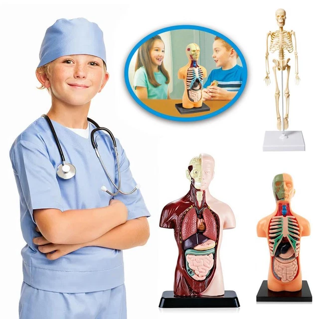 3D HUMAN BODY Torso Model for Kid Anatomy Model Skeleton, Removable ...