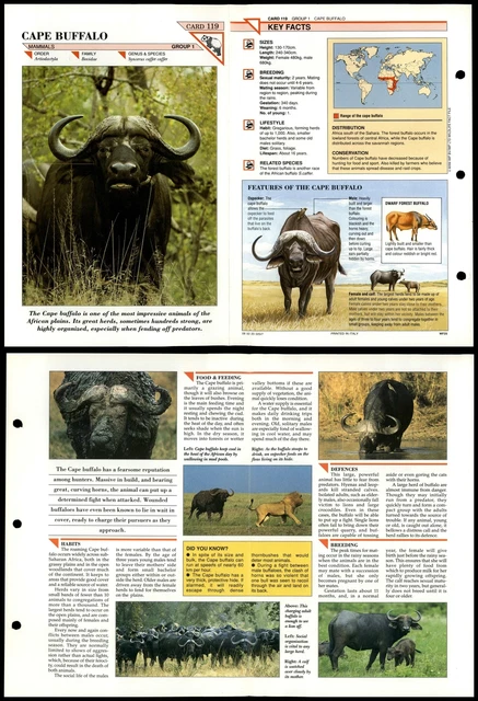 CAPE BUFFALO #119 Mammals Wildlife Fact File Fold-Out Card £1.99 ...