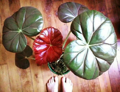 BEGONIA 'RED FRED',BEGONIA rare, Rare Plant, géant, bouture racinée ...