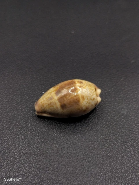 CONTRADUSTA WALKERI SEA shells. 28mm. Cowrie Collector home decor beach ...