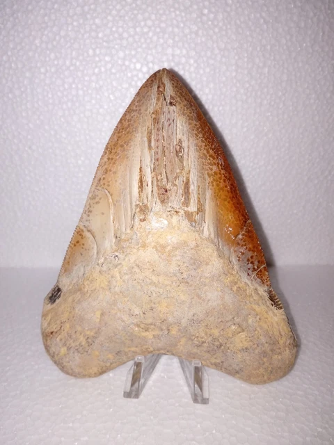 RARE PERUVIAN, PERU Fossil Megalodon Sharks Tooth. $310.00 - PicClick AU