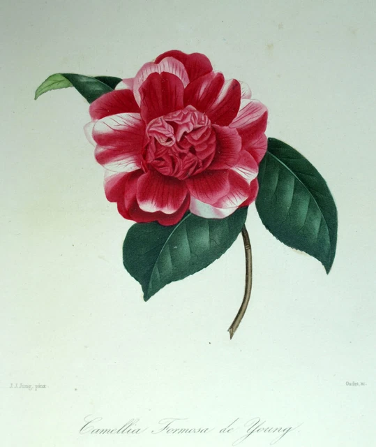 LE CAMÉLIA CAMELLIA JAPONICA FORMOSA DE YOUNG Lithographie Oudet ...