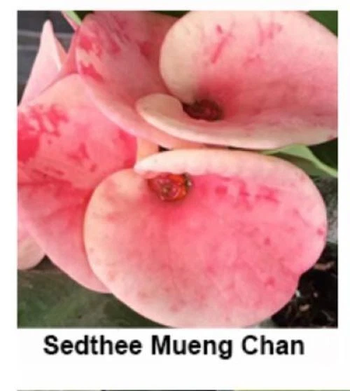 *SEDTHEE MUENG CHAN**CROWN Of Thorns-Euphorbia Milii*CHRIST PLANT ...