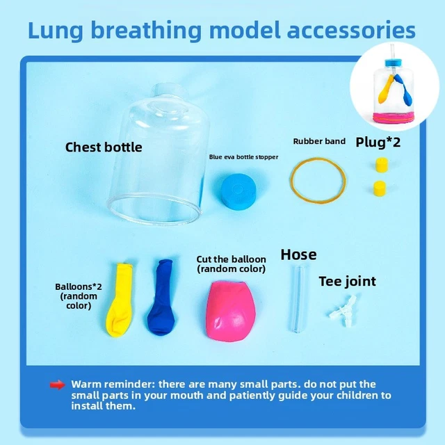 SCIENCE EXPERIMENT DIY Lung Breathing Model With Diaphragm Movement For ...