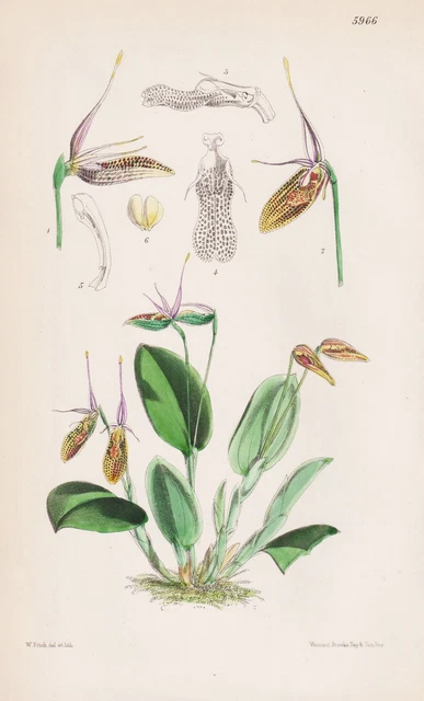 RESTREPIA ELEGANS CARACCAS Botanique Fleur Botany Lithograph Curtis EUR ...