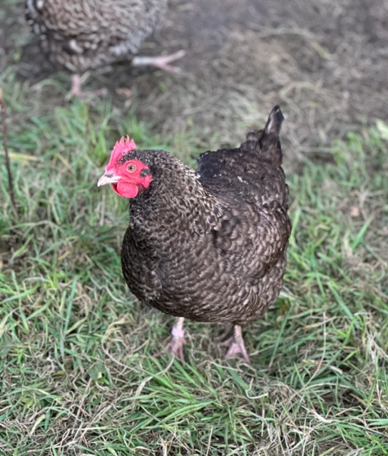 6 X CUCKOO Maran Bantam Hatching Eggs £15.00 - PicClick UK