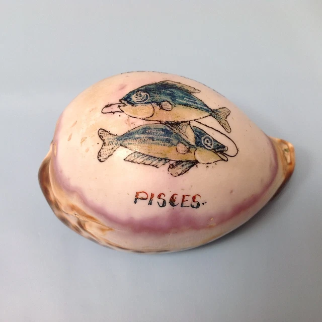 AUSTRALIAN TIGER COWRIE (Cypraea tigris) Pisces Zodiac Sea Shell ...