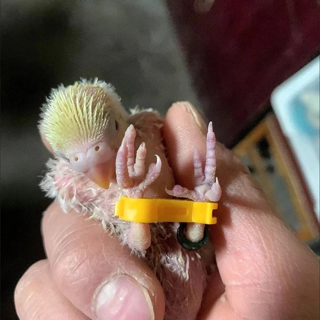 2X(PARROT CORRECTOR NESTLINGG Leg Splint Nestling Splayed Foot ...