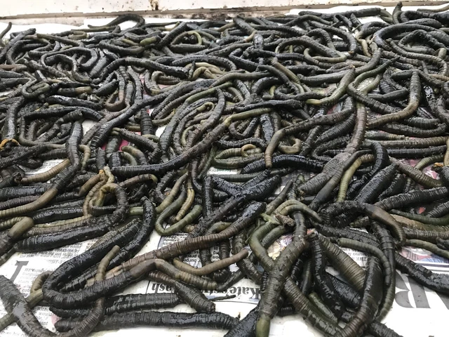 FROZEN BLACK LUGWORM X 100 Sea Fishing Bait (5 Score) Contact No. Plz £ ...