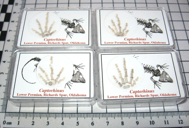 PERMIAN CAPTORHINUS REPTILE Foot fossil no claws Richards Spur display ...