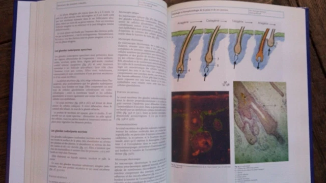 COMPRENDRE LA PEAU - Annales De Dermatologie Et De Venereologie-2005 ...