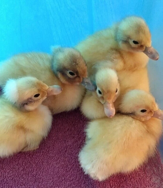 6 X SILVER/ pom pom Indian Runner Duck Hatching Eggs £25.00 - PicClick UK