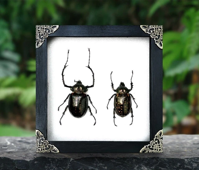 FRAMED PAIR LONG Arm Beetle Taxidermy Insect Bugs Art Collection Gothic ...