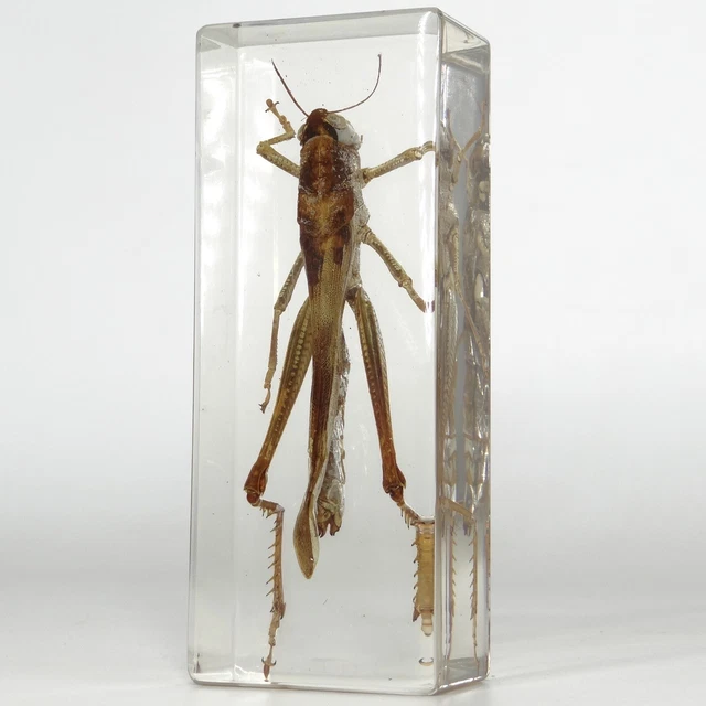 REAL LIFE BUGS and Insects Taxidermy Paperweight Resin Spur Throated ...