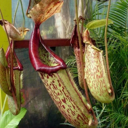 PIANTA CARNIVORA NEPENTHES 'Miranda' XL - spedizione con vaso EUR 41,00 ...