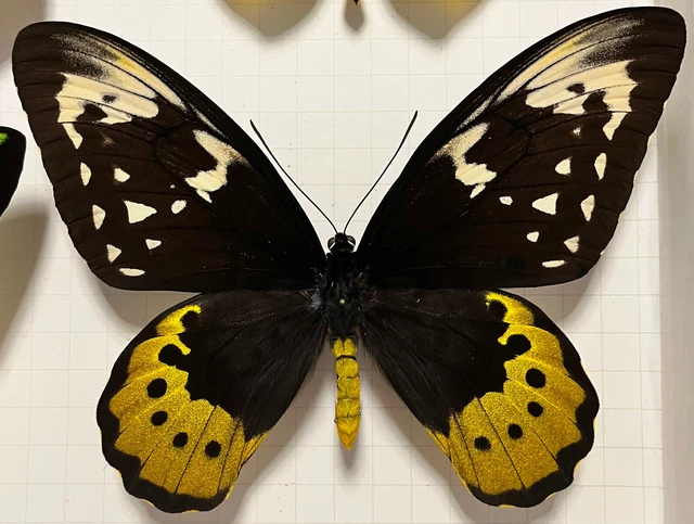 ORNITHOPTERA GOLIATH SAMSON White Form ssp ? from Indonesia, N.G., West ...