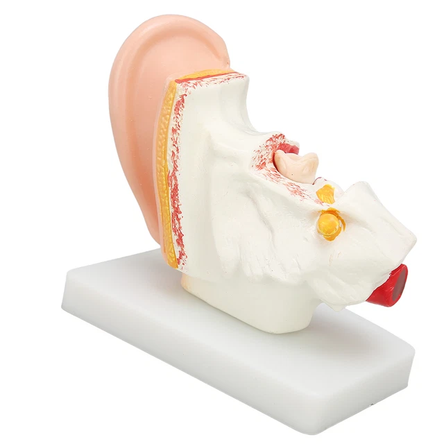 HUMAN EAR ANATOMICAL Model Clear Structure Simulation Inner Ear Model ...