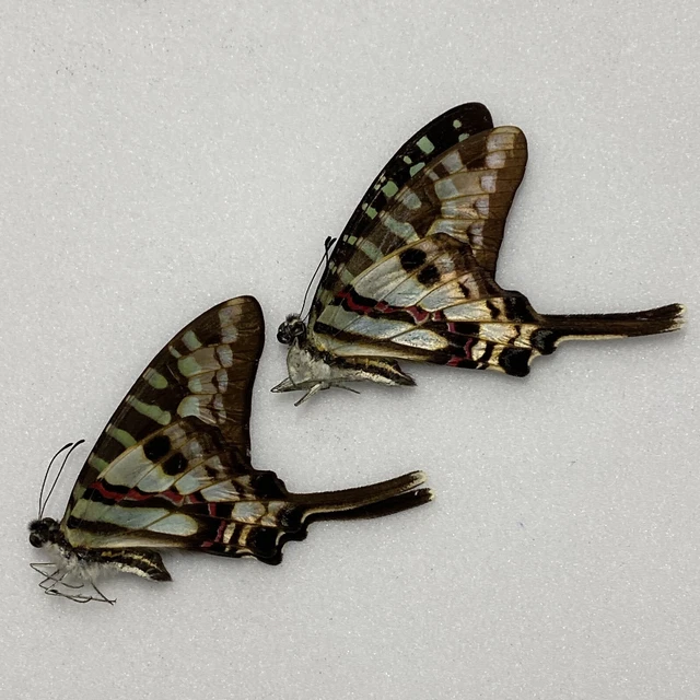 BUTTERFLY - GRAPHIUM policenes x 2 - Kibale & Budongo Forests, Uganda £ ...