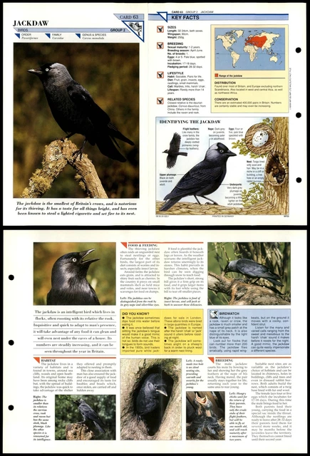 JACKDAW #63 BIRDS Wildlife Fact File Fold-Out Card £1.99 - PicClick UK