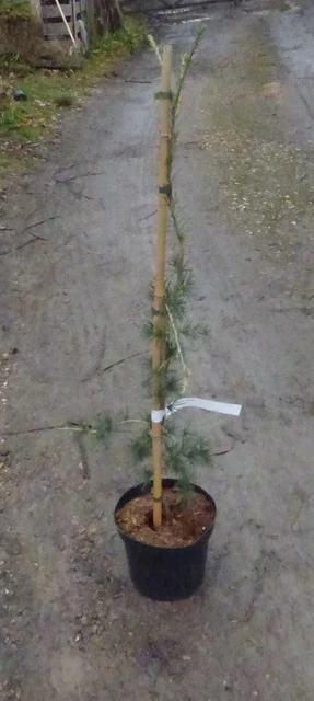 CEDRUS LIBANI BLUE Angel in 4L pot ideal bonsai subject grafted cedar £ ...