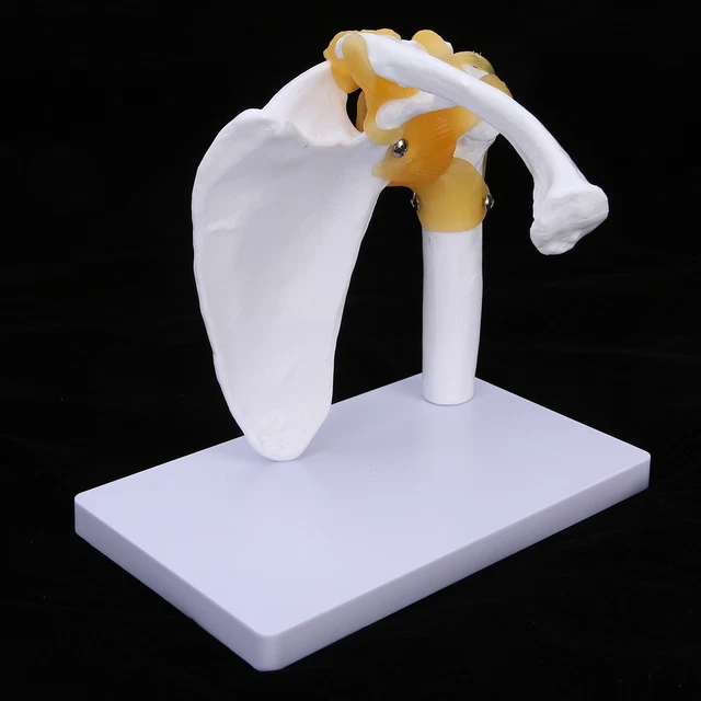 : LIFE-SIZE HUMAN Shoulder Joint Model Shoulder Blade Model With Ligam ...
