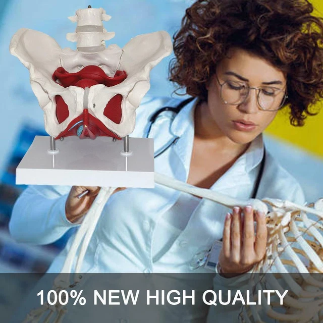 NATURAL LIFE SIZE Female Pelvis with Pelvic Muscles Anatomical Model x ...