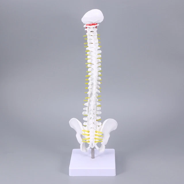 ANATOMICAL MODEL PRACTICE Spine Model Human Lumbar Model Vertebral ...