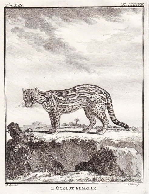 OCELOT GATTO FELINO Ocelot Femmina Rotocalco Incisione Engraving Buffon ...