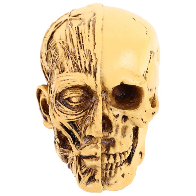 HUMAN SKULL MODEL Anatomy Skull Model Medical Display Skull Prop £10.55 ...