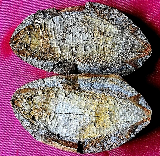 POISSON FOSSILE AUSTRALOSOMUS D3BT TRIAS Madagascar NW Triassic fossil ...