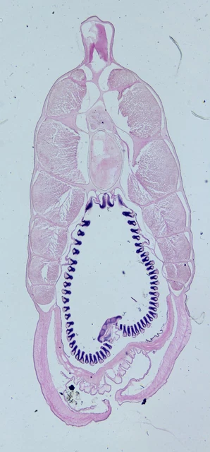 VINTAGE MICROSCOPE SLIDE by T.Gerrard. Amphioxus. T.S. Pharyngeal ...
