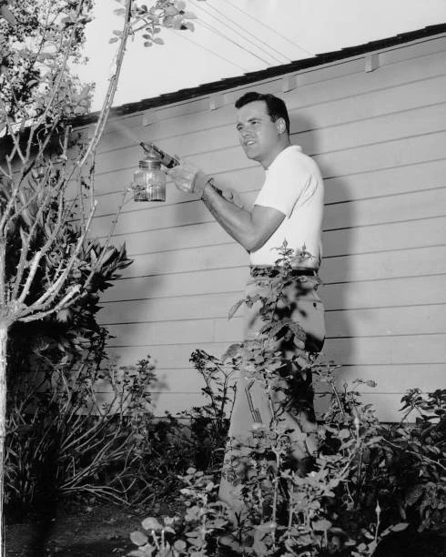 JACK LEMMON SPRAYS the roses at his new home near Hollywood, Ca - 1954 ...