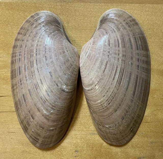 SUNRAY VENUS CLAM Shell ‘Macrocallista nimbosa’ 110 mm / 4” Florida USA ...