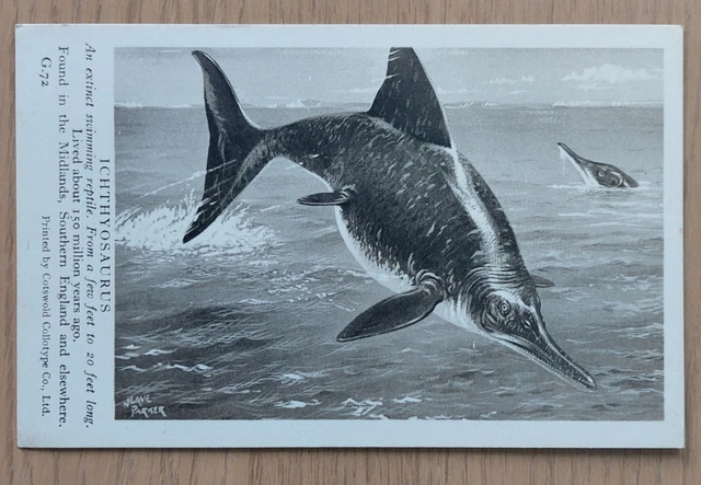 DINOSAUR POSTCARD: ICHTHYOSAURUS by Artist Neave Parker. Cotswold Collotype Co £2.40 - PicClick UK