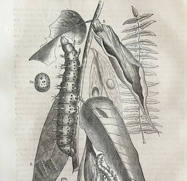 Silk Worm Life Cycle Stages 1863 Victorian Farming Insect Art Dwz4a £49 4069