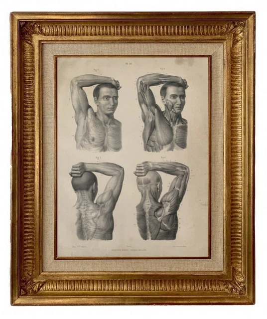 19TH ENGRAVING HUMAN BODY LIVING CORCHE CURIOSA ANATOMY LITHOGRAPHY (11 ...
