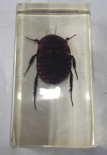 &REAL LIFE BUGS& Mag Collection. Burrowing Cockroach In Resin Block. UK ...