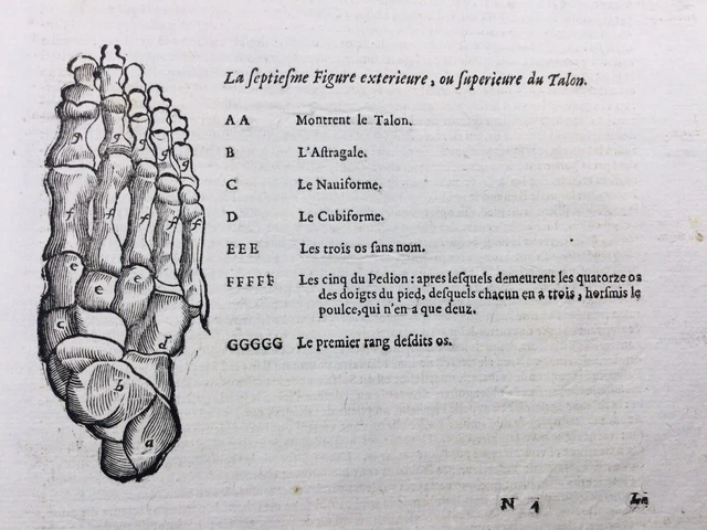 ANATOMY 1614 FOOT Bone Podiatry Rare Wood Engraving Ambrose Adorned ...