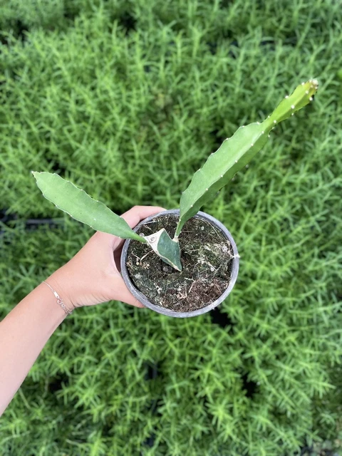 PIANTA DI PITAYA, frutto del drago (Pitaya), Hylocereus undatus EUR 16 ...