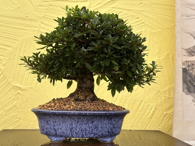 JOE BONSAÏ SHOHIN Rarité " Nikko " Jap.satsuki Azalee Bleu Tokoname ...
