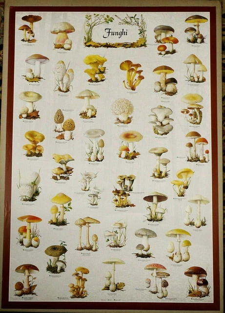 PRL) 1980 FUNGHI Mushrooms Champignons Vintage Affiche Print Poster Art ...
