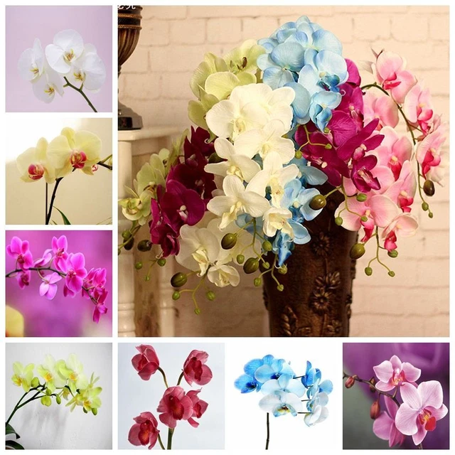 100 PHALAENOPSIS SEEDS Moth Orchid Garden Flower Seed $4.39 - PicClick AU