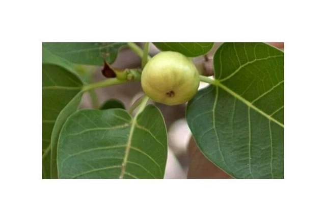 10X FICUS BRANDEGEEI Arbre Jardin Plantes - Graines ID1328 EUR 5,56 ...