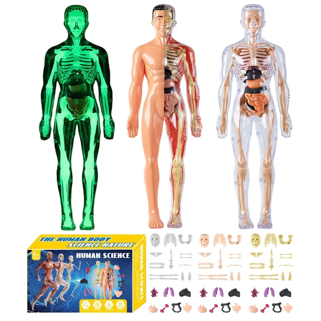 HUMAN ANATOMY MODEL 3D Human Body Structure Models Anatomical Assembly ...