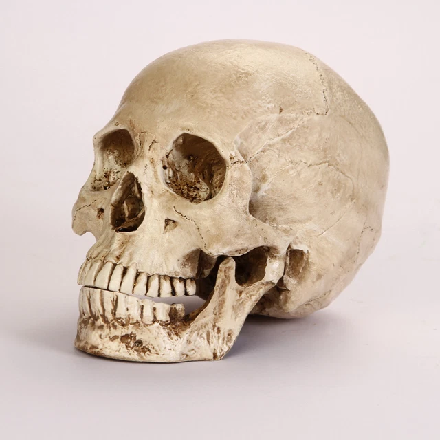 LIFESIZE REALISTIC HUMAN Skull Replica Resin Model Anatomical Halloween ...