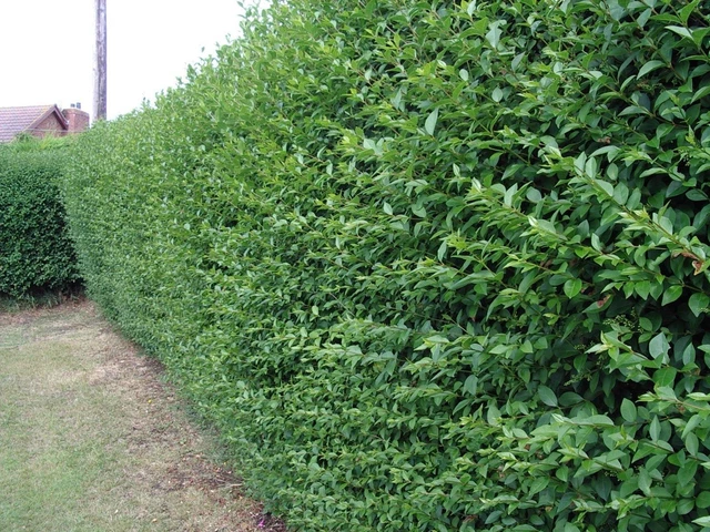 70 GREEN PRIVET Hedging Plants Ligustrum Hedge 30-40cm,Dense Evergreen ...