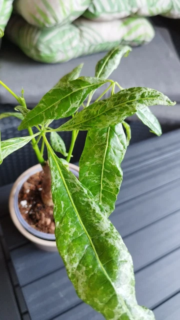 PACHIRA AQUATICA VARIEGATA, No Monstera deliciosa Variegata, No ...