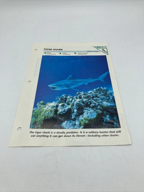 TIGER SHARK CARD 4 Wild Life Fact File Animal Card Group 4 Fish $1.49 ...