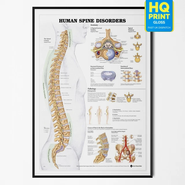 HUMAN SPINE ANATOMY Detailed Educational Poster Biology Student | A4 A3 ...